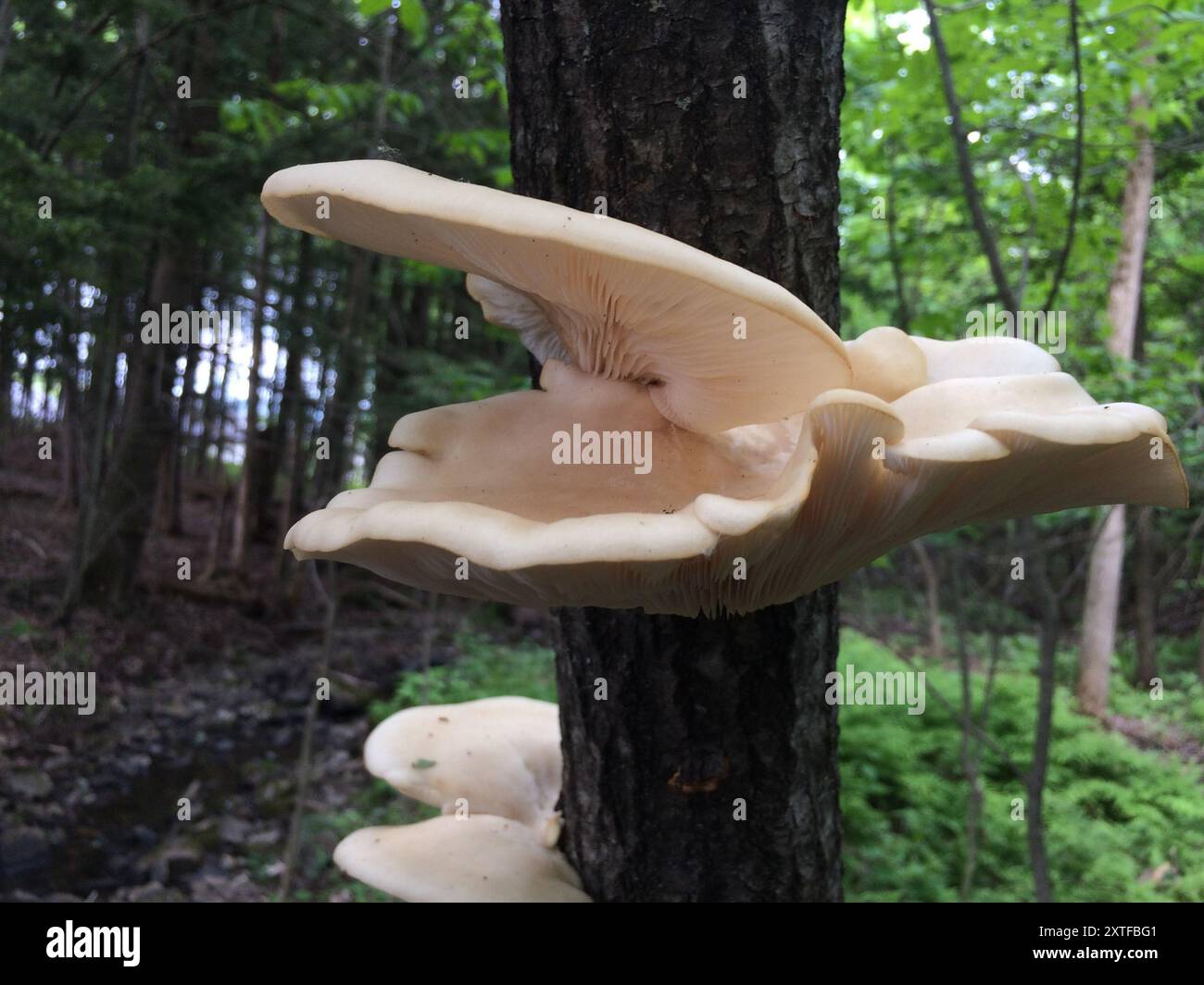 aspen oyster mushroom (Pleurotus populinus) Fungi Stock Photo - Alamy