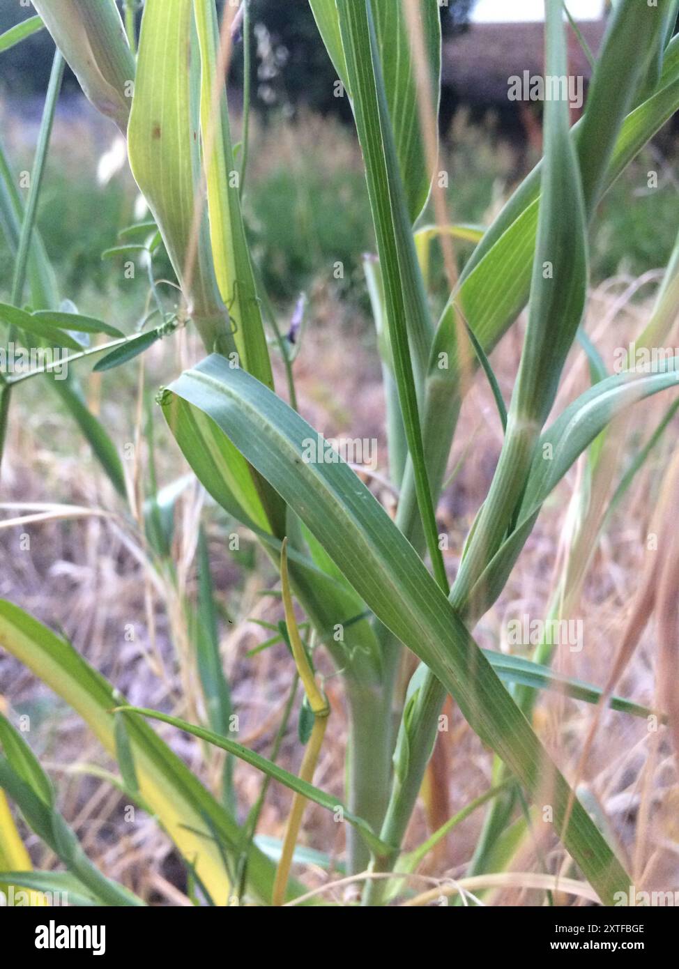 chicories, dandelions, and allies (Cichorioideae) Plantae Stock Photo ...