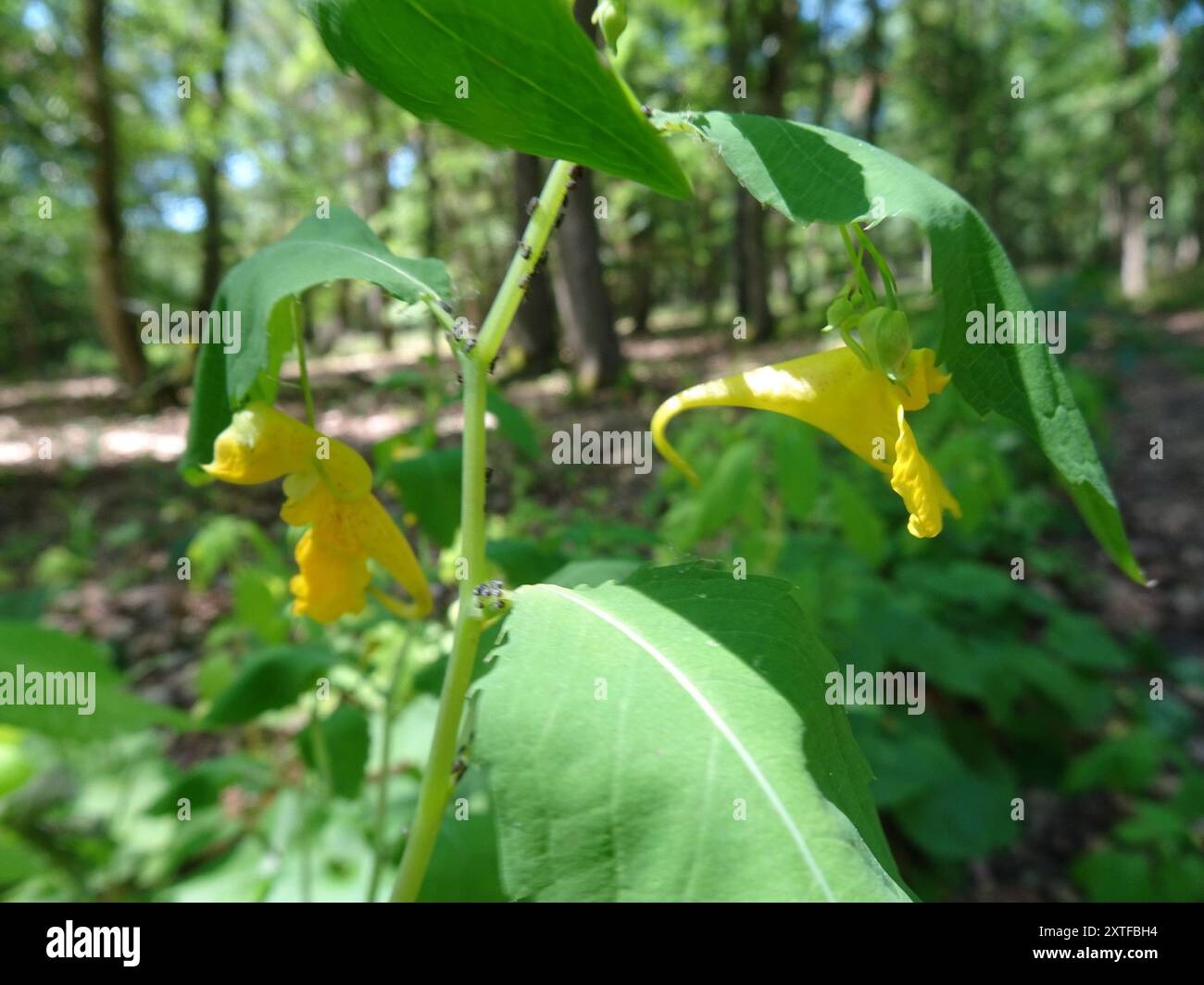 Touch-me-not Balsam (Impatiens noli-tangere) Plantae Stock Photo - Alamy
