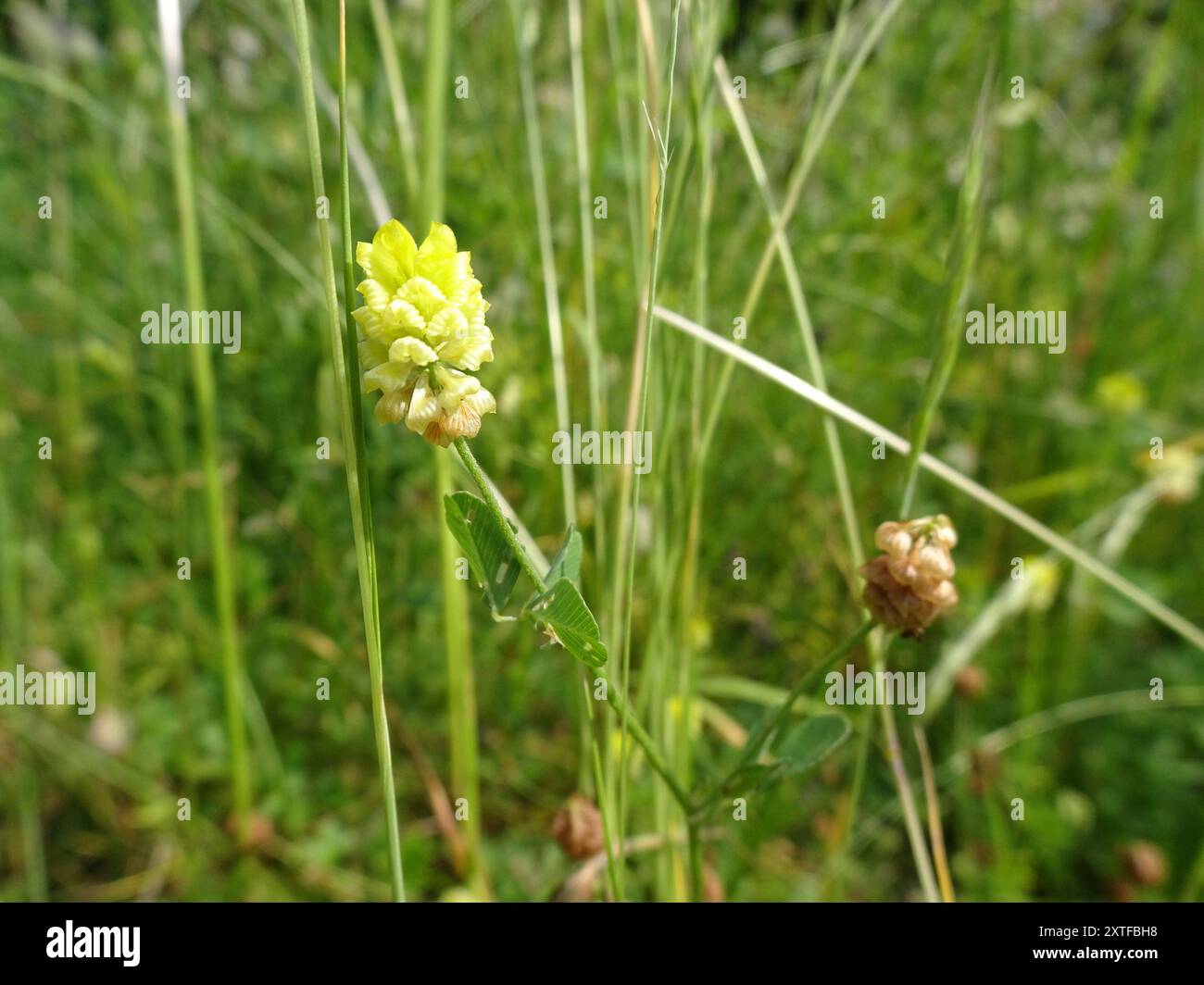 hop trefoil (Trifolium campestre) Plantae Stock Photo - Alamy