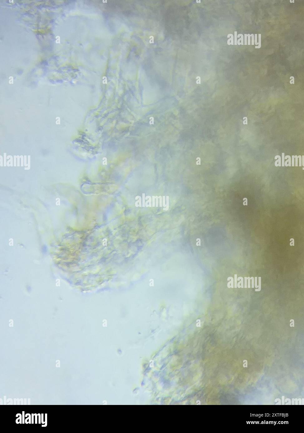 Foetid Parachute (Gymnopus foetidus) Fungi Stock Photo - Alamy