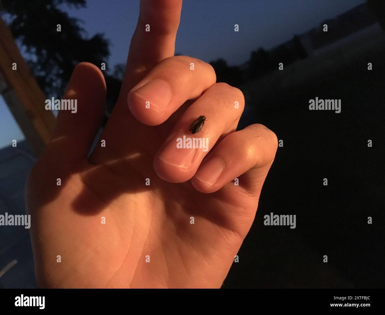 Lesser Glowworm (Lamprohiza splendidula) Insecta Stock Photo - Alamy