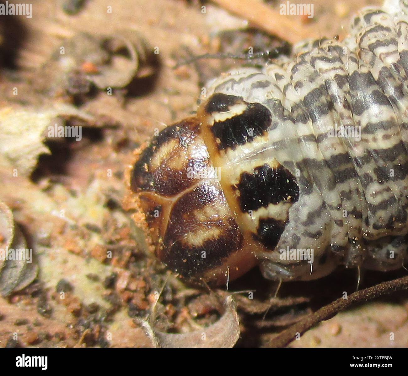 Geometer Moths (Geometridae) Insecta Stock Photo - Alamy