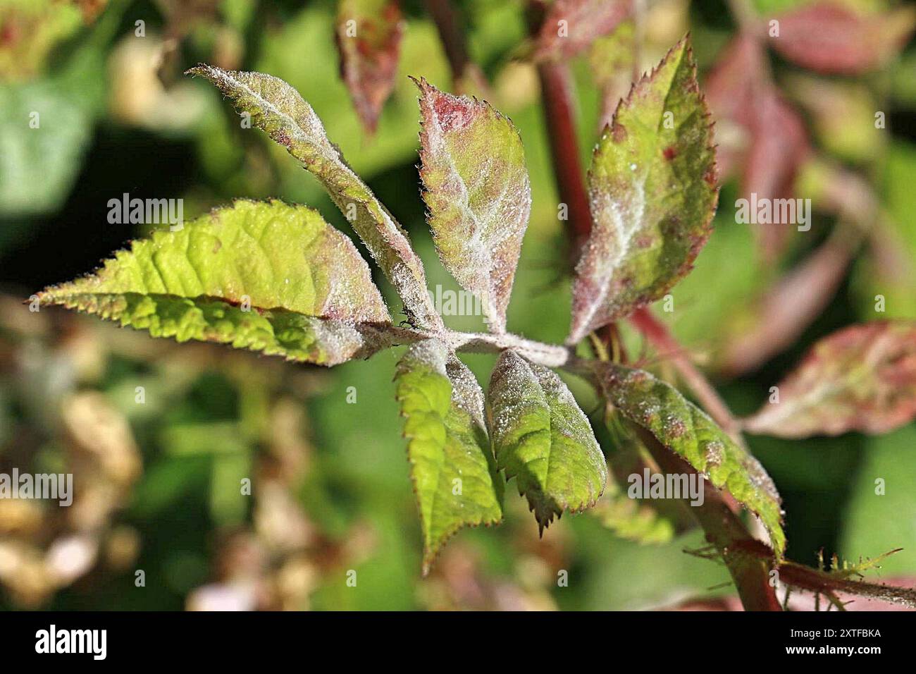 Rose Powdery Mildew (Podosphaera pannosa) Fungi Stock Photo - Alamy