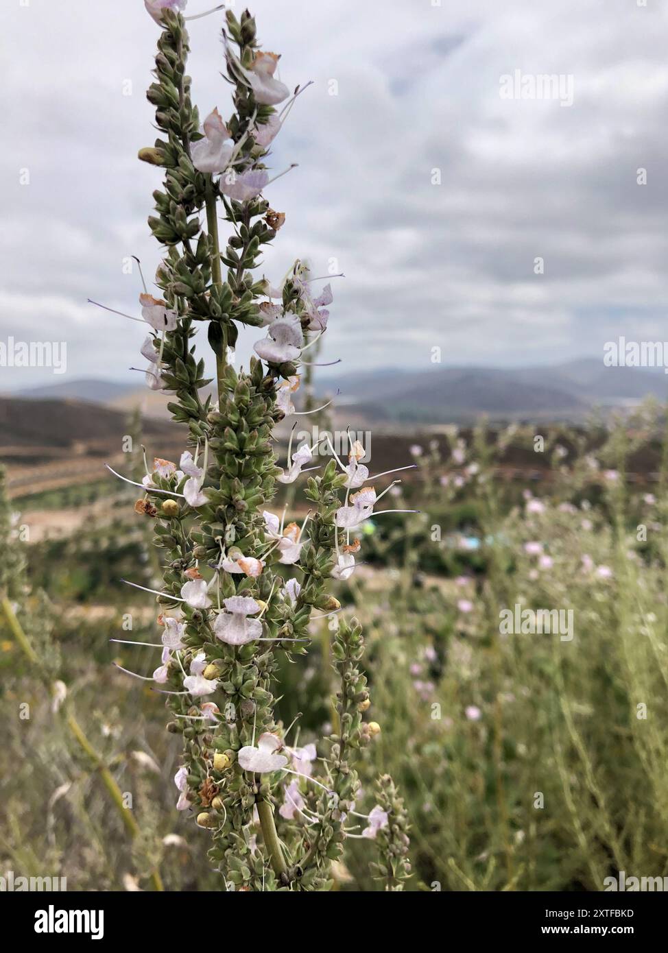 white sage (Salvia apiana) Plantae Stock Photo - Alamy