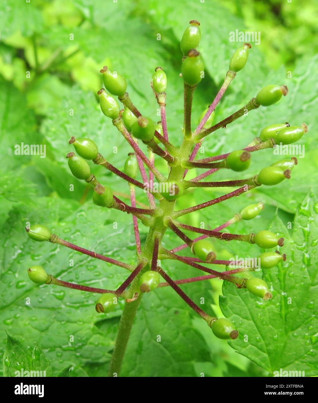 red baneberry (Actaea rubra) Plantae Stock Photo - Alamy