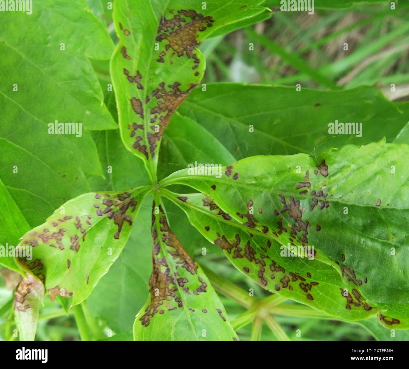 Four-lined Plant Bug (Poecilocapsus lineatus) Insecta Stock Photo - Alamy
