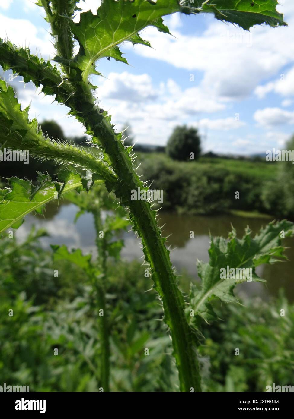 Welted Thistle (Carduus crispus) Plantae Stock Photo - Alamy