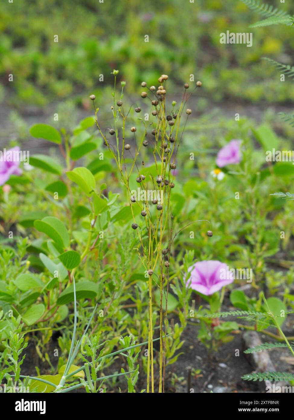 common flax (Linum usitatissimum) Plantae Stock Photo - Alamy