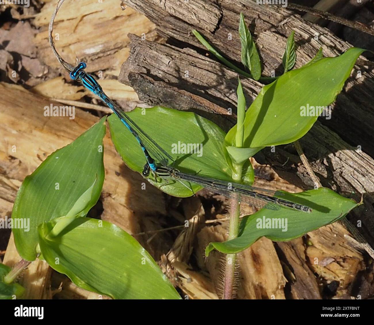 Big Bluet (Enallagma durum) Insecta Stock Photo - Alamy
