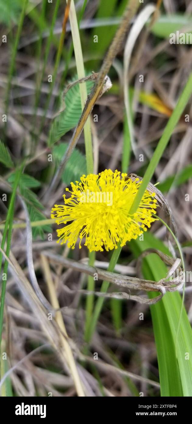 Yellow Puff (Neptunia lutea) Plantae Stock Photo - Alamy