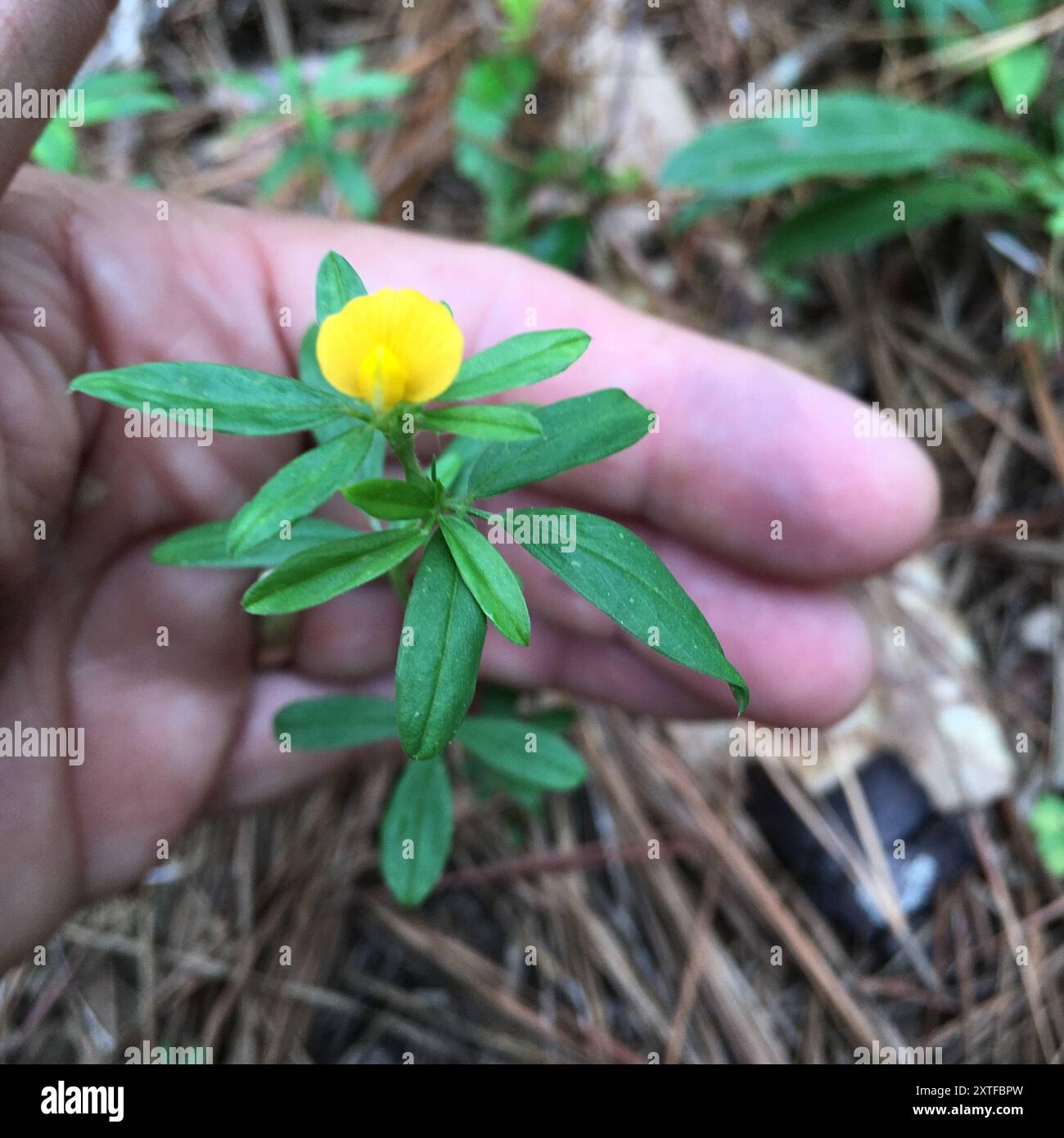 sidebeak pencilflower (Stylosanthes biflora) Plantae Stock Photo - Alamy