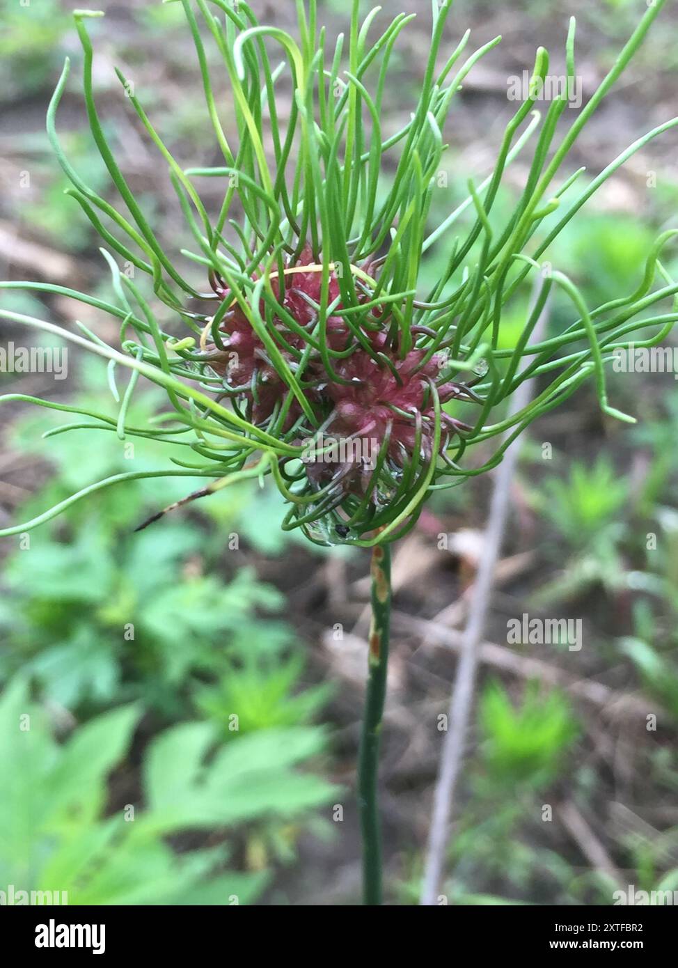 wild garlic (Allium vineale) Plantae Stock Photo - Alamy