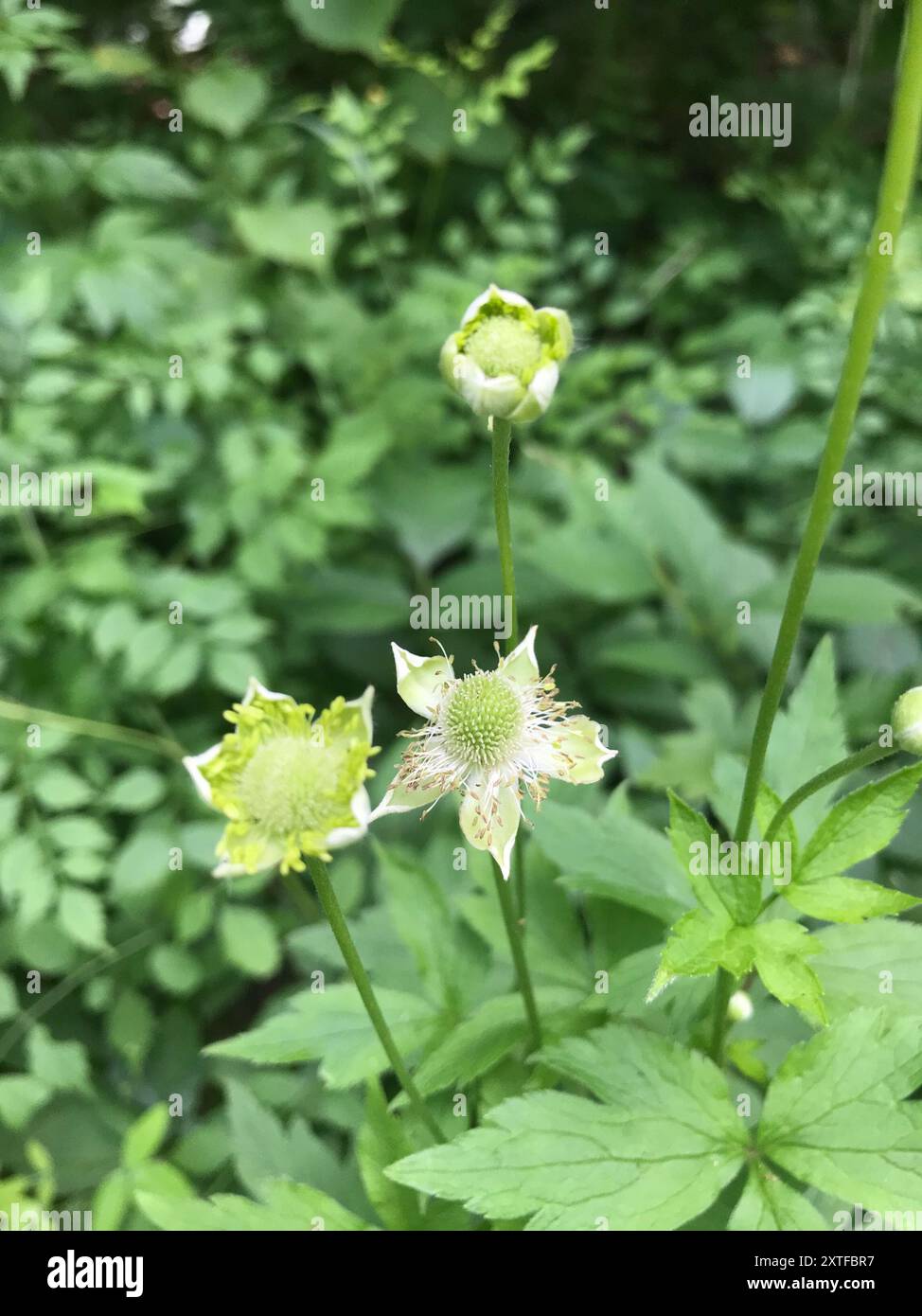tall thimbleweed (Anemone virginiana) Plantae Stock Photo - Alamy
