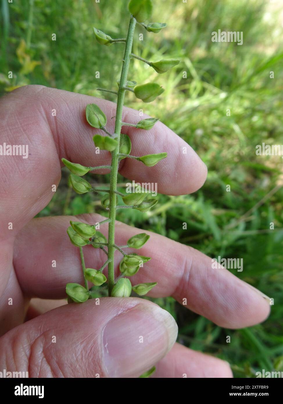 field peppergrass (Lepidium campestre) Plantae Stock Photo - Alamy