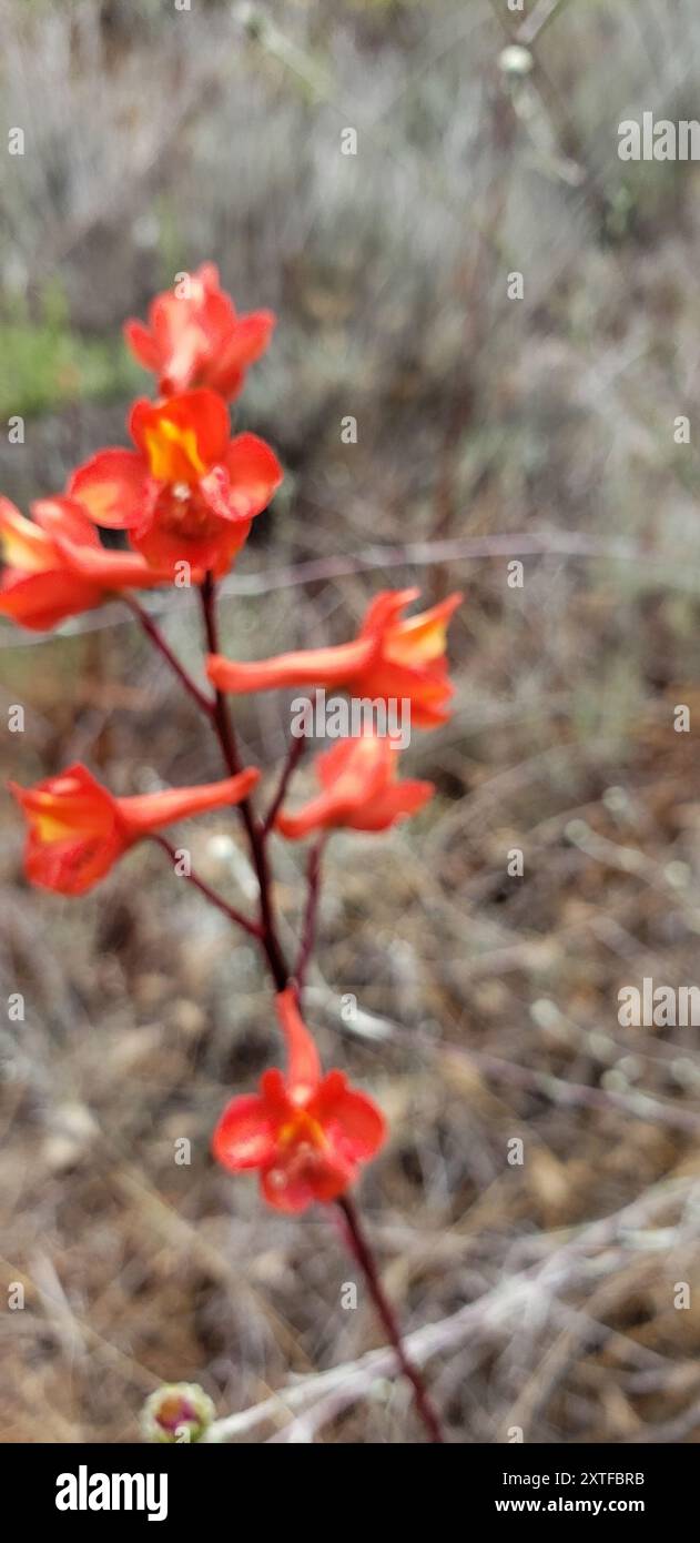 Scarlet Larkspur (Delphinium cardinale) Plantae Stock Photo - Alamy