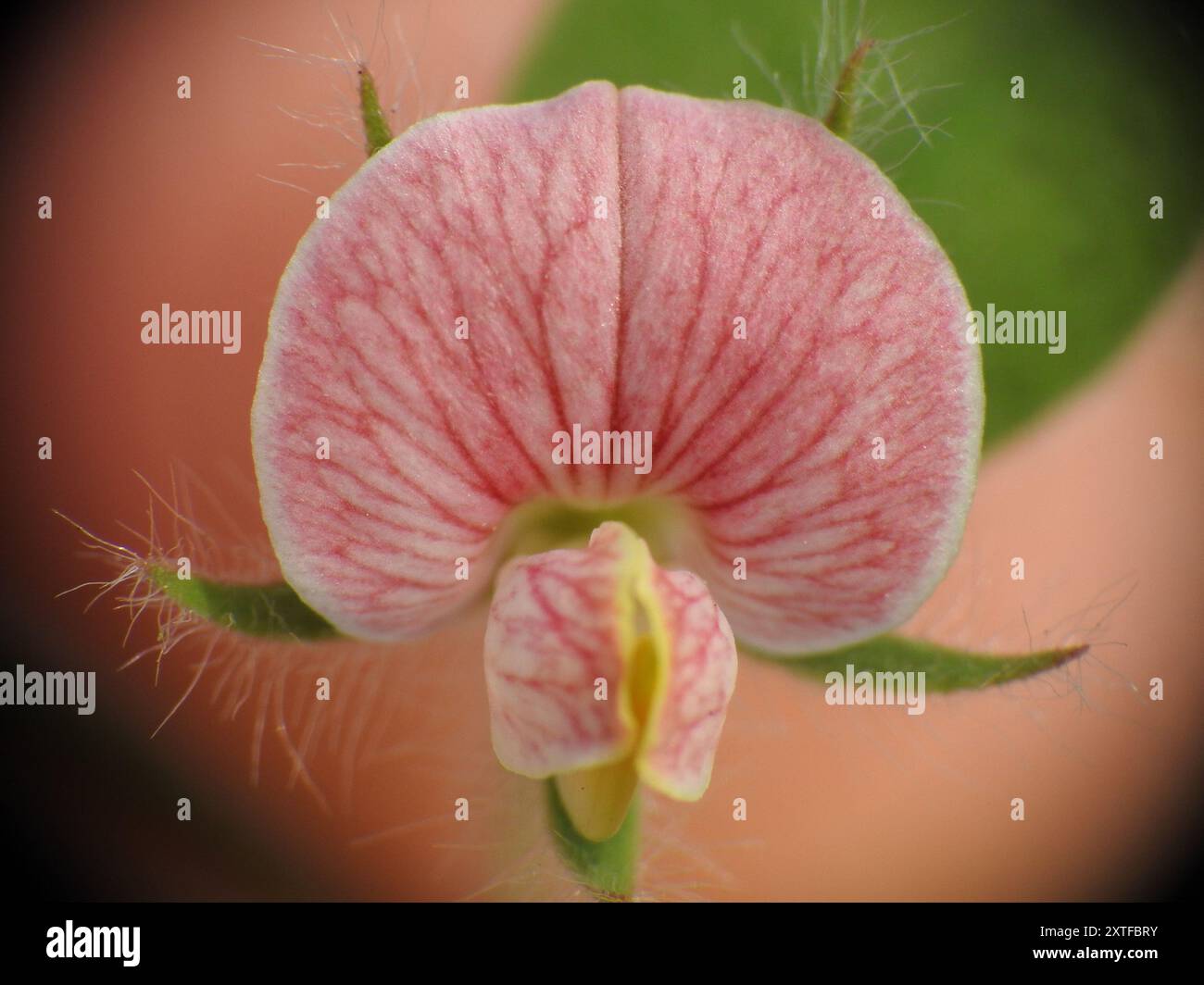 Spanish clover (Acmispon americanus) Plantae Stock Photo - Alamy