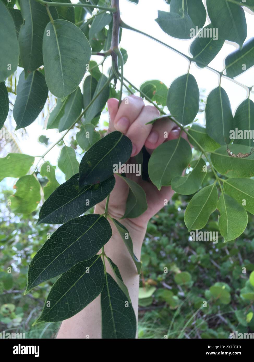 Jamaican dogwood (Piscidia piscipula) Plantae Stock Photo - Alamy