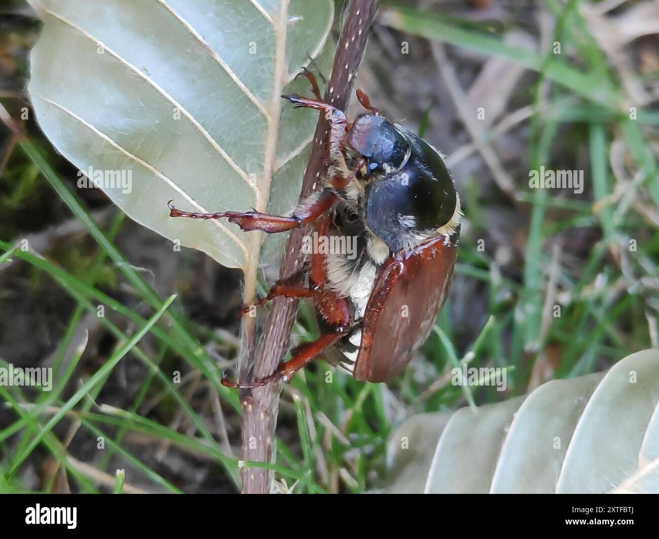 Common Cockchafer (Melolontha melolontha) Insecta Stock Photo - Alamy