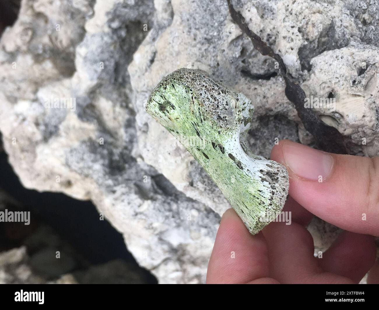Typical Sea Turtles (Cheloniidae) Reptilia Stock Photo - Alamy