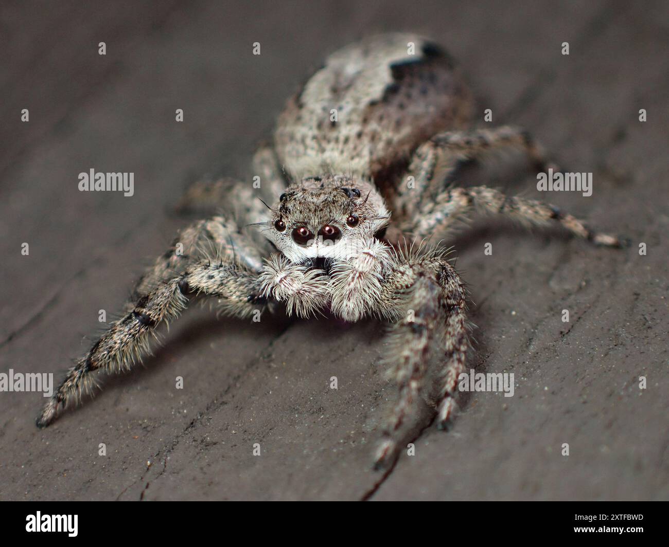 Tan Jumping Spider (Platycryptus undatus) Arachnida Stock Photo - Alamy