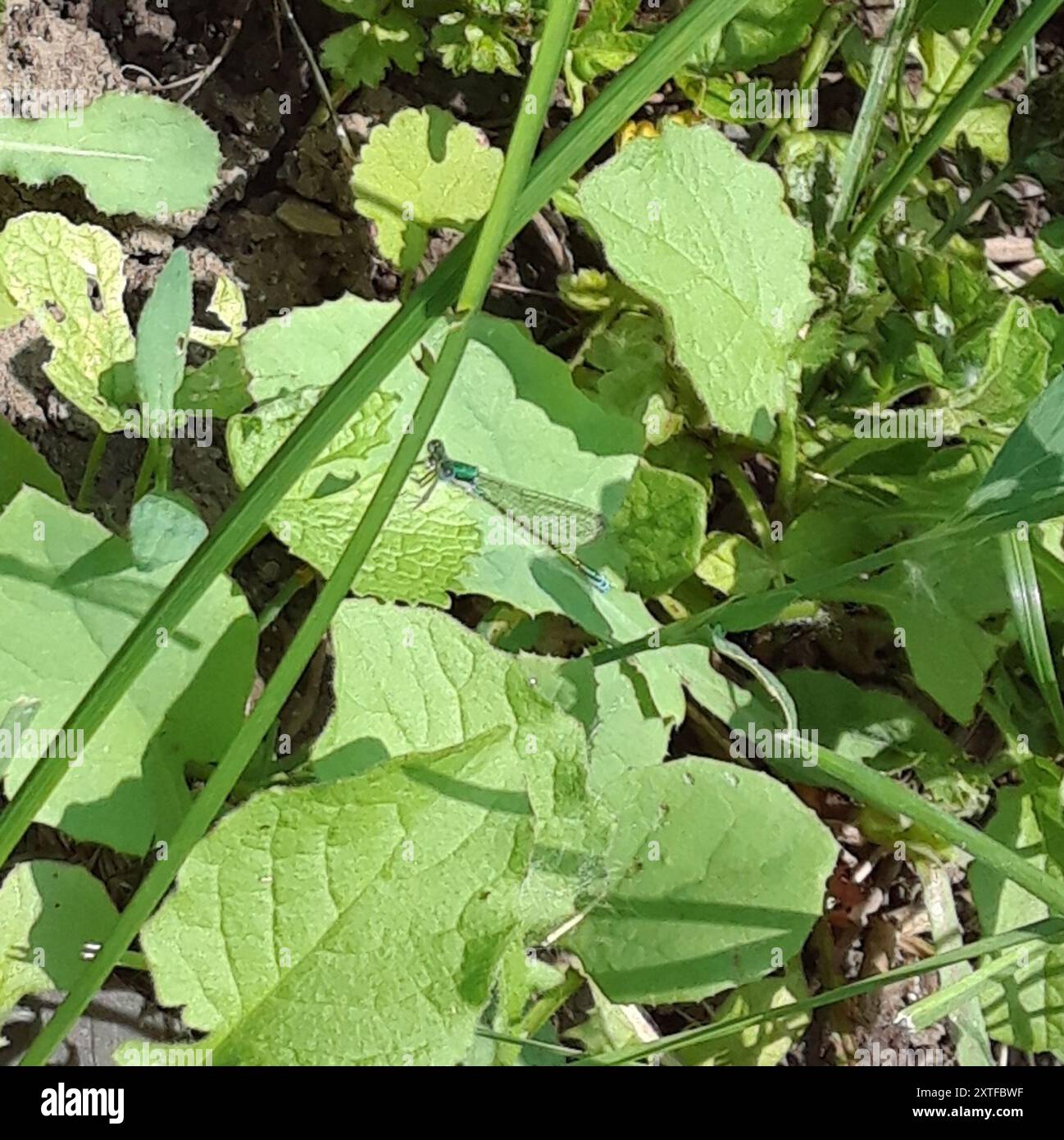 Sprites (Nehalennia) Insecta Stock Photo - Alamy