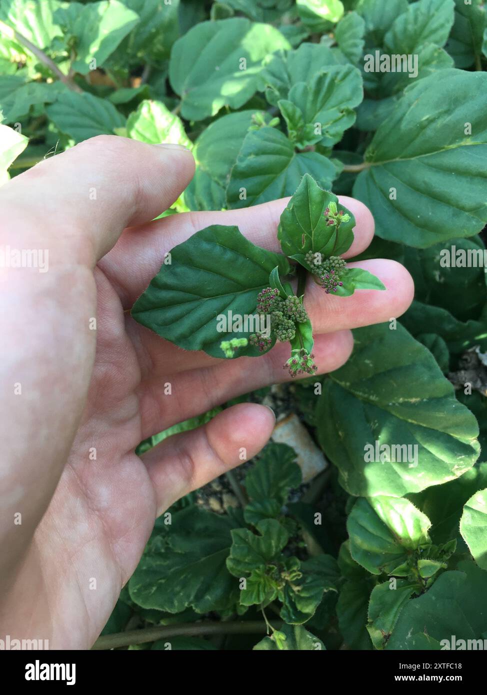 scarlet spiderling (Boerhavia coccinea) Plantae Stock Photo - Alamy