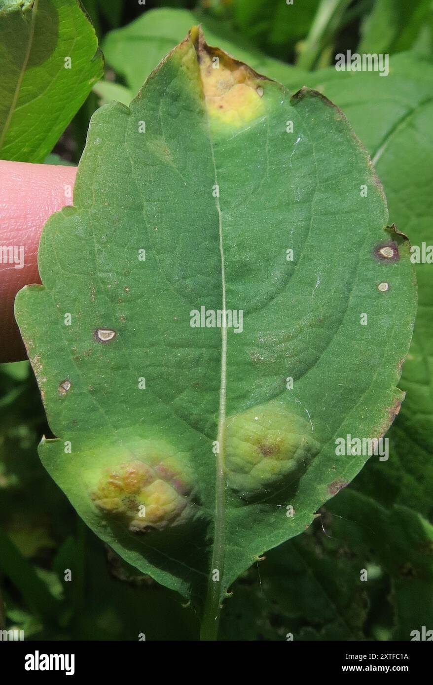 orange wheat rust (Puccinia recondita) Fungi Stock Photo - Alamy