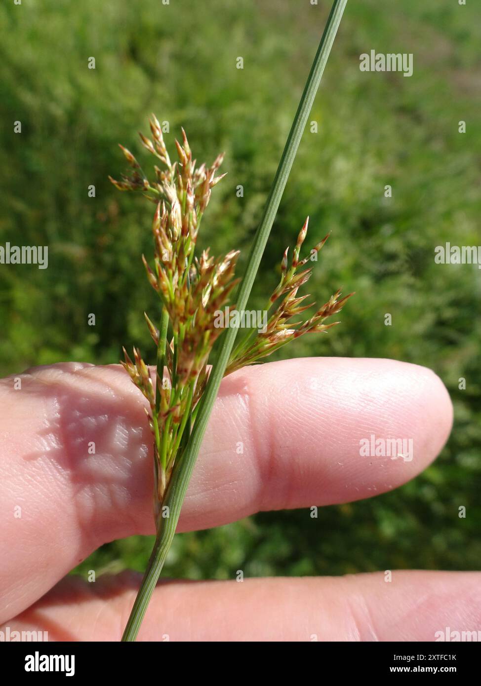 Hard Rush (Juncus inflexus) Plantae Stock Photo - Alamy