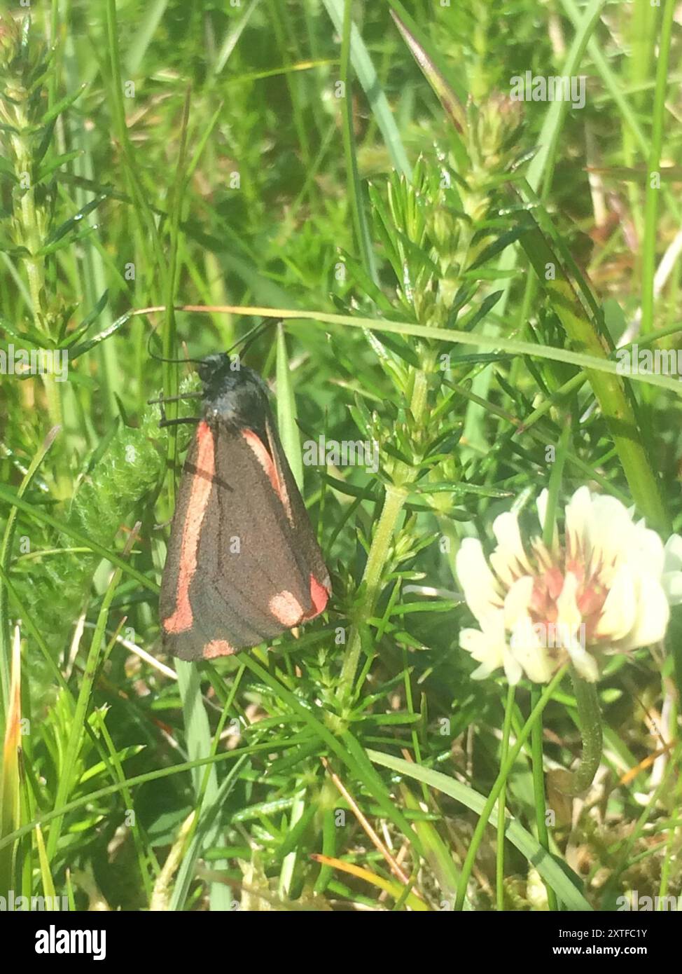 Cinnabar moth (Tyria jacobaeae) Insecta Stock Photo - Alamy