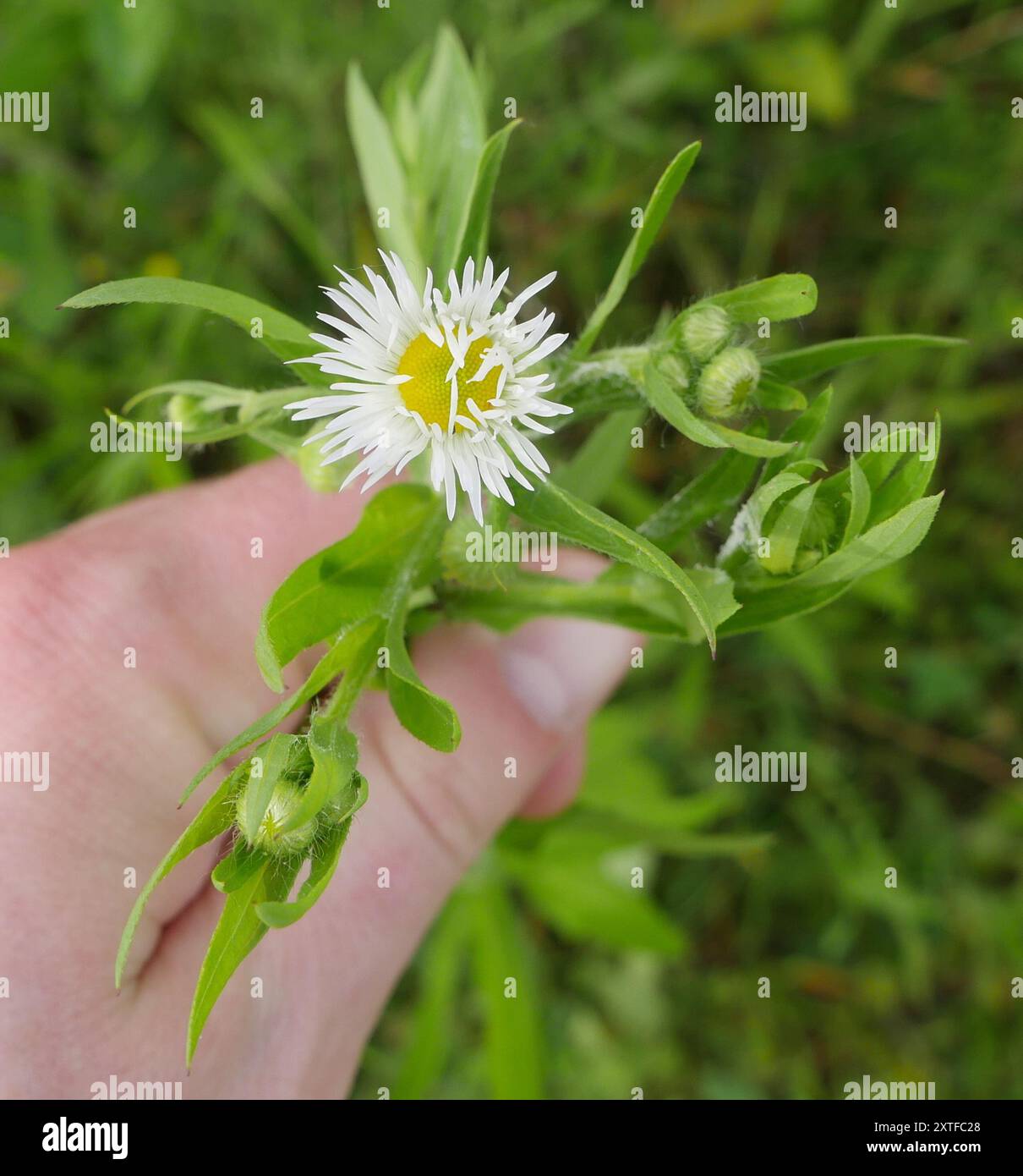 annual fleabane (Erigeron annuus) Plantae Stock Photo - Alamy