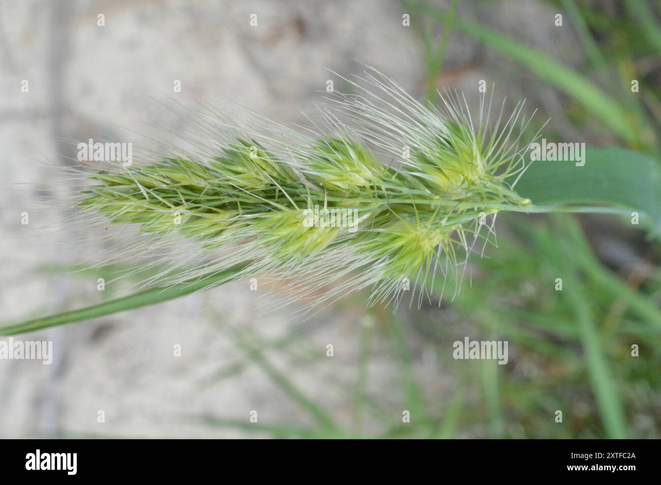 bristly dogtail grass (Cynosurus echinatus) Plantae Stock Photo - Alamy