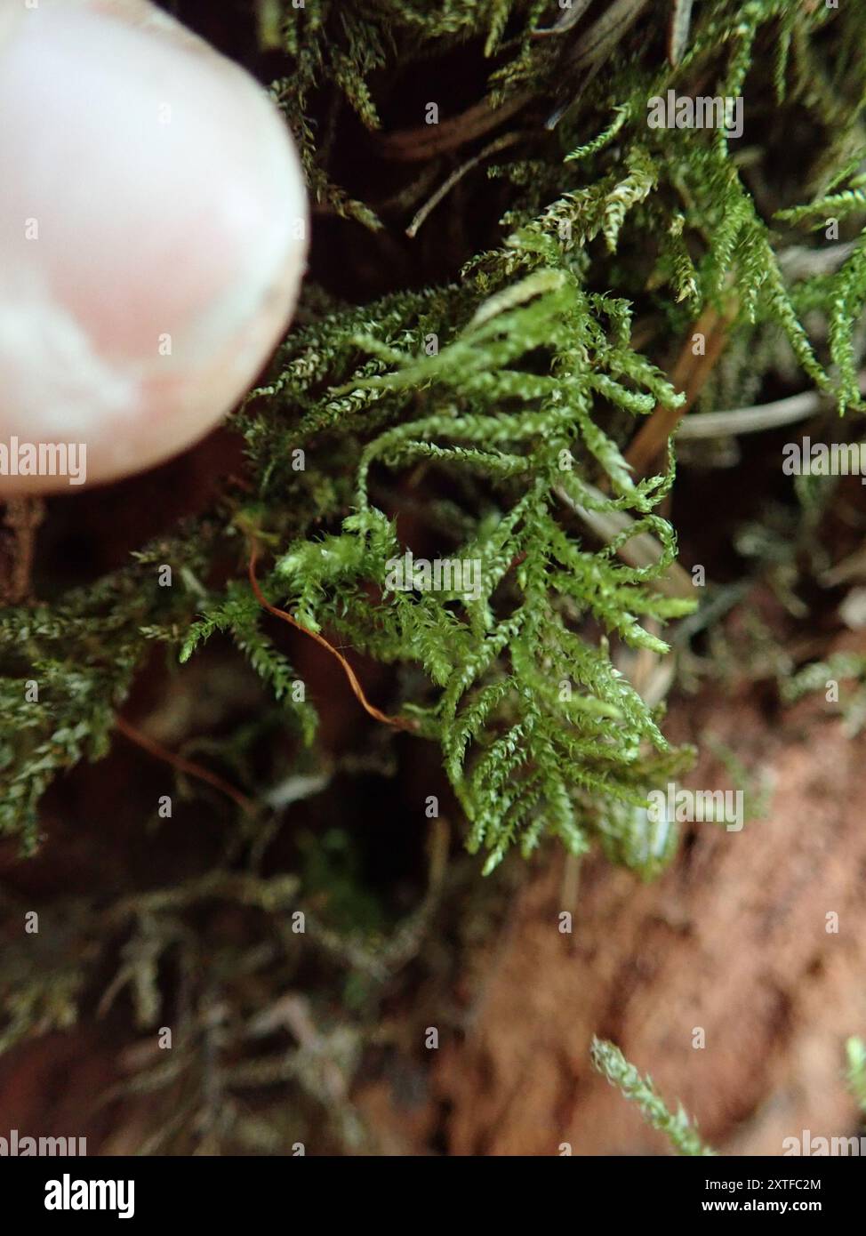 Common Feather-moss (Kindbergia praelonga) Plantae Stock Photo - Alamy