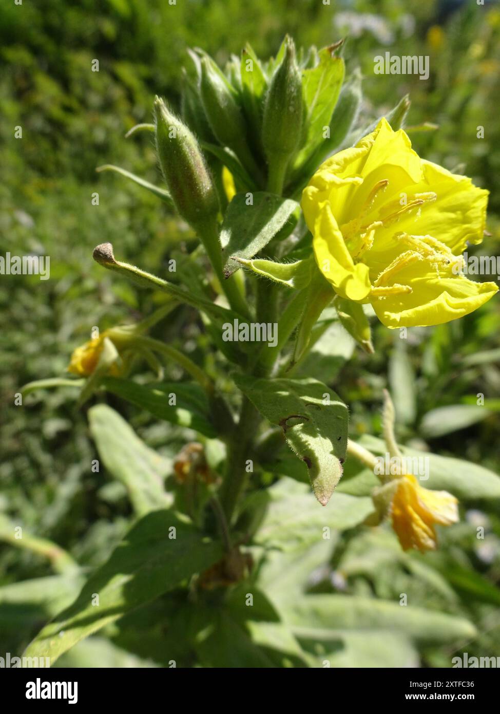common evening-primrose (Oenothera biennis) Plantae Stock Photo - Alamy