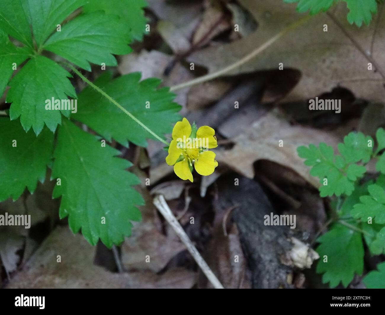 common cinquefoil (Potentilla simplex) Plantae Stock Photo - Alamy