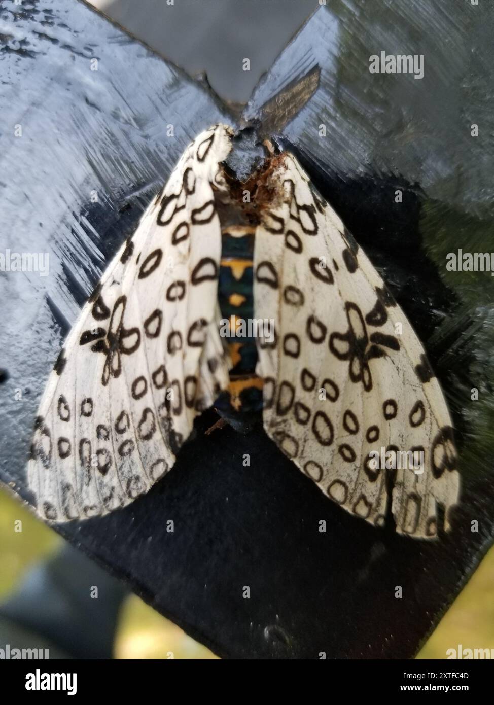 Giant Leopard Moth (Hypercompe scribonia) Insecta Stock Photo - Alamy