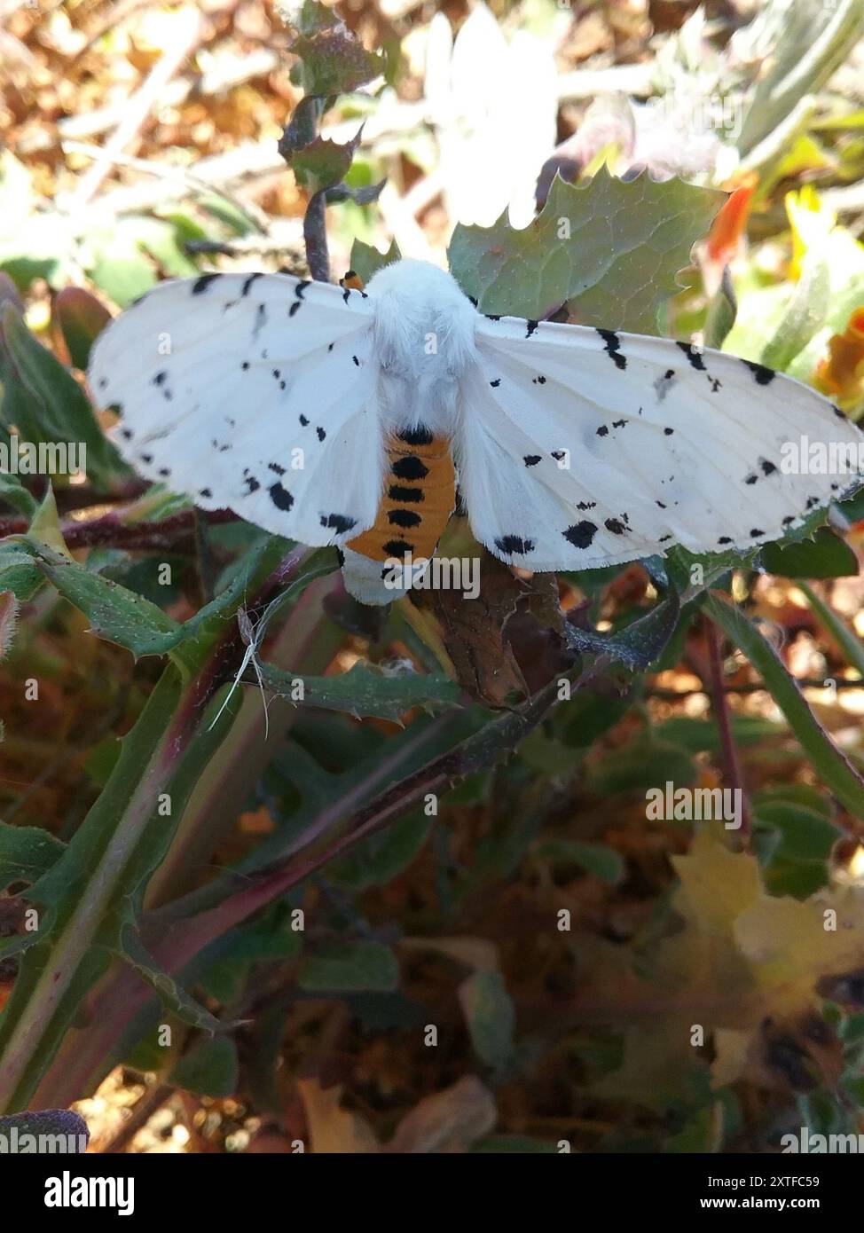 Salt Marsh Moth (Estigmene acrea) Insecta Stock Photo - Alamy
