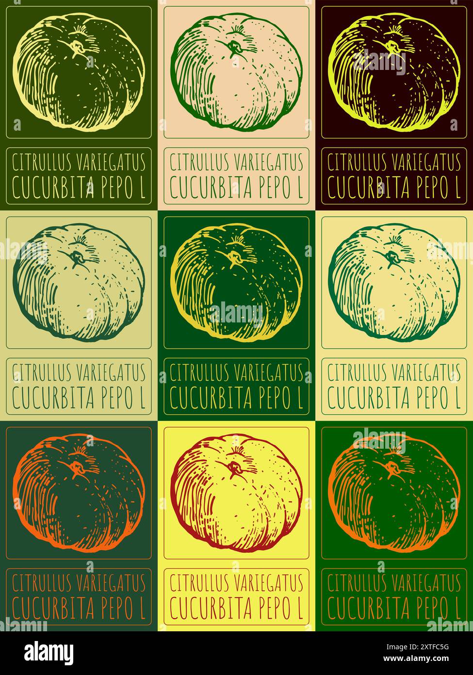 Cucurbita pepo family Stock Vector Images - Alamy