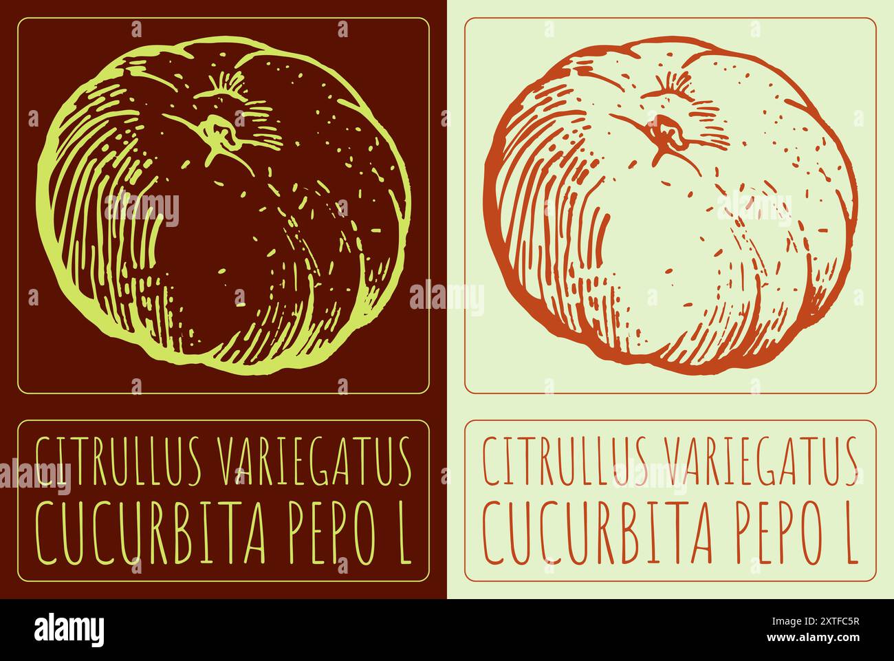Vector drawing CITRULLUS VARIEGATUS. Hand drawn illustration. Latin ...