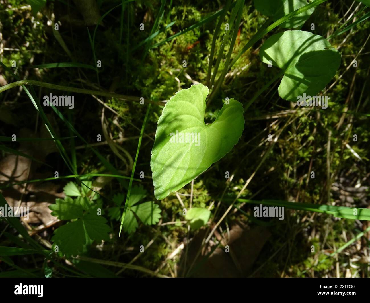 Violet blue plantae hi-res stock photography and images - Alamy