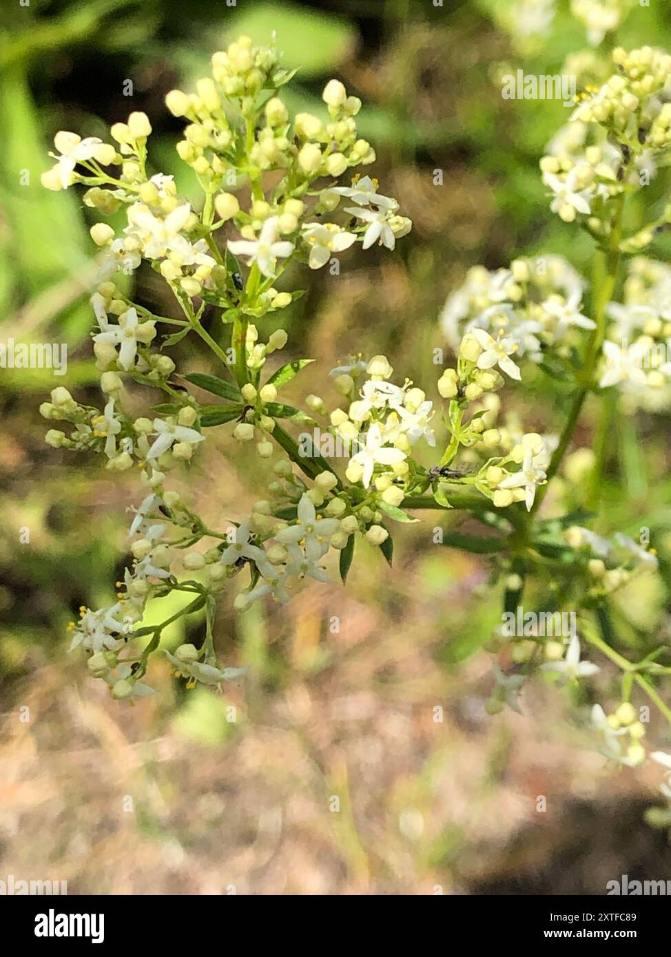 white bedstraw (Galium album) Plantae Stock Photo - Alamy