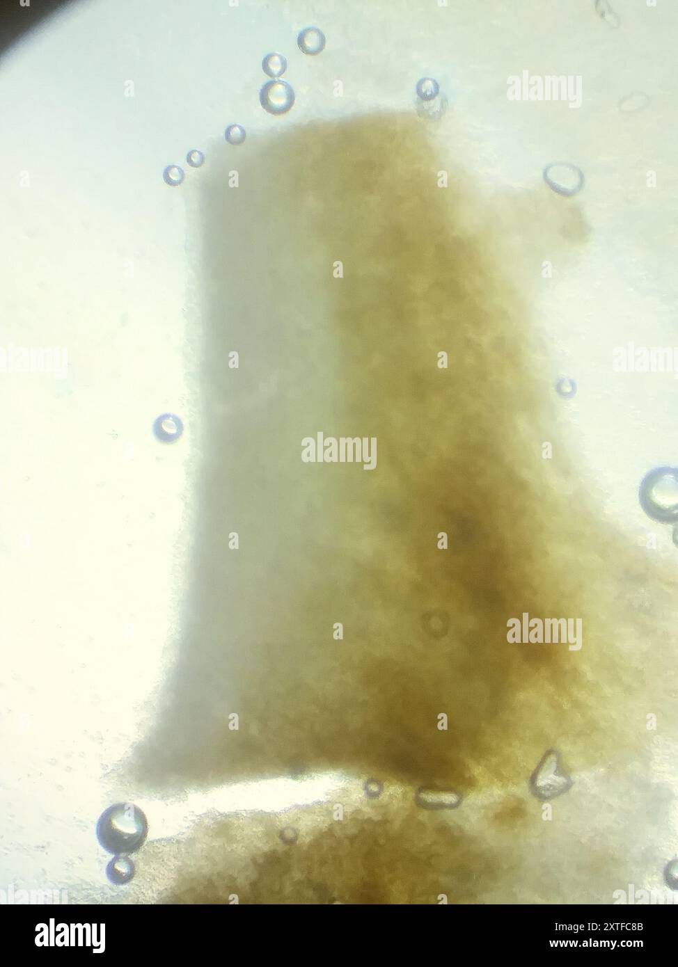 clustered bonnet (Mycena inclinata) Fungi Stock Photo - Alamy