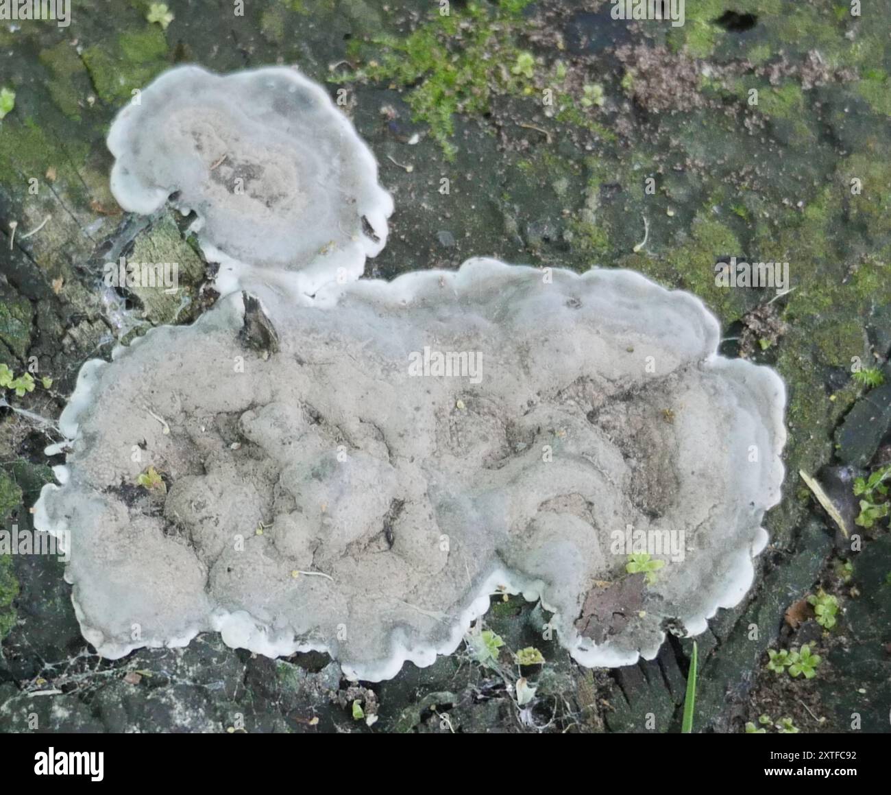 Brittle Cinder (Kretzschmaria deusta) Fungi Stock Photo - Alamy
