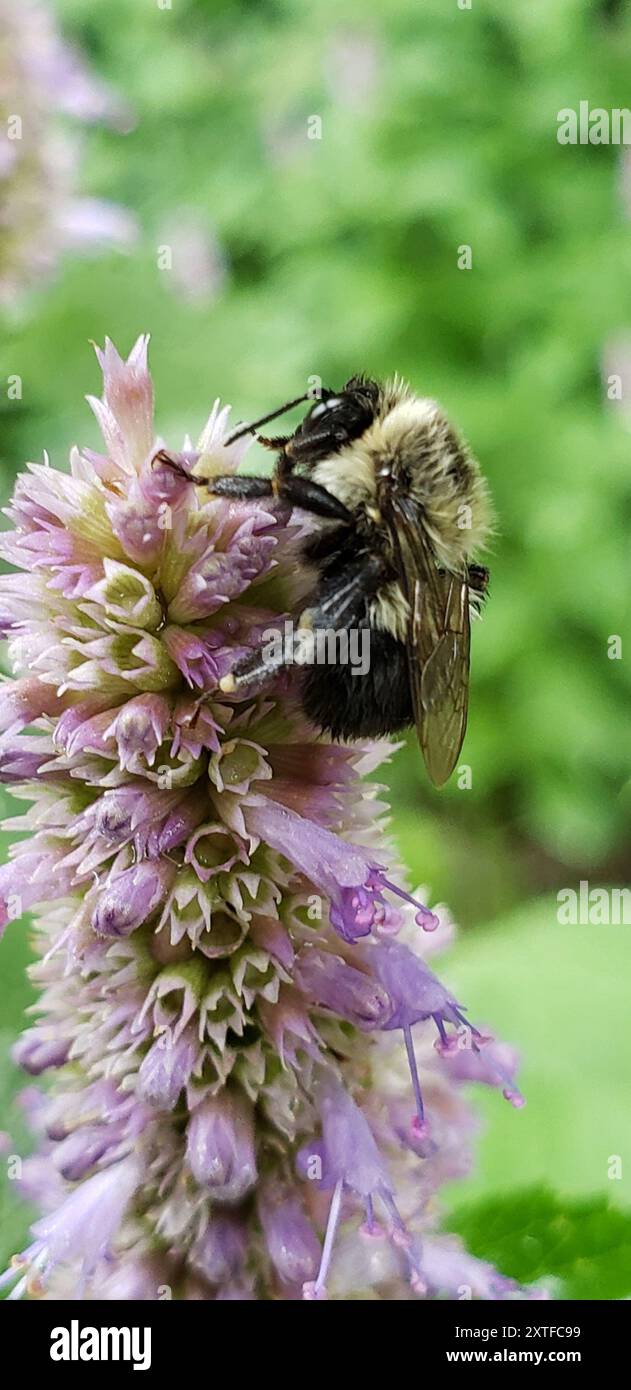 Common Eastern Bumble Bee (Bombus impatiens) Insecta Stock Photo - Alamy