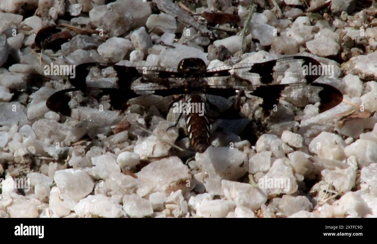 Common Whitetail (Plathemis lydia) Insecta Stock Photo - Alamy