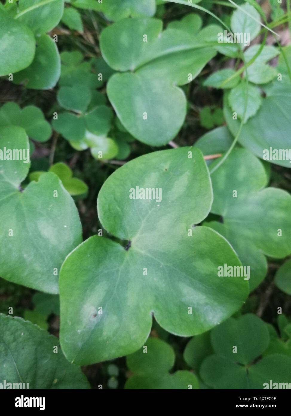 Liverleaf (Hepatica nobilis) Plantae Stock Photo - Alamy