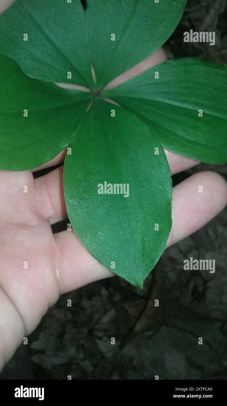 monocots (Liliopsida) Plantae Stock Photo - Alamy