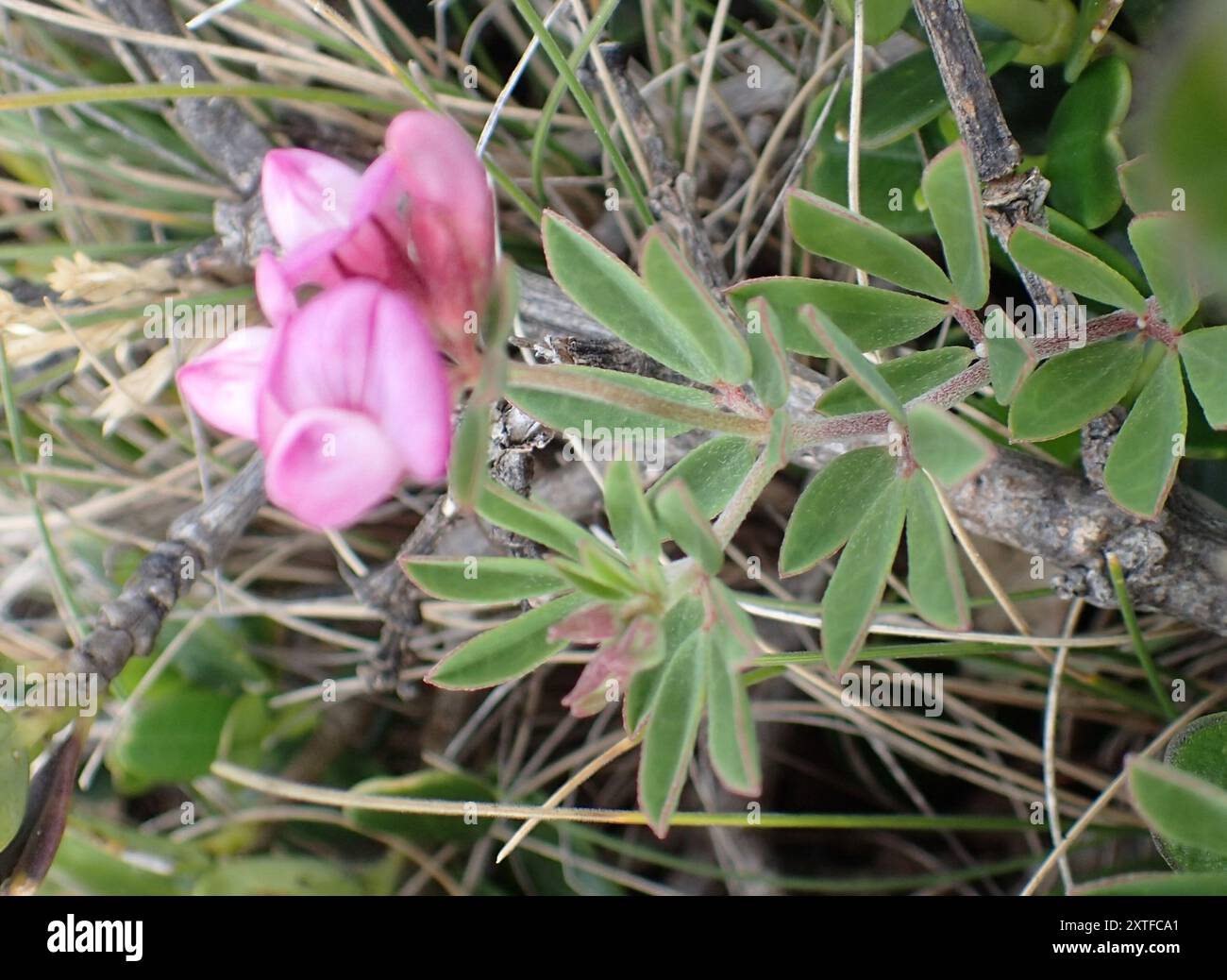 austral trefoil (Lotus australis) Plantae Stock Photo - Alamy