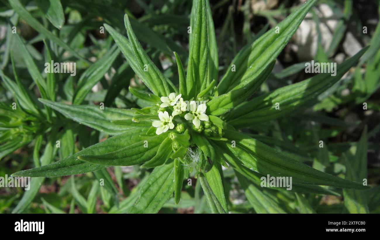 Common Gromwell (Lithospermum officinale) Plantae Stock Photo - Alamy