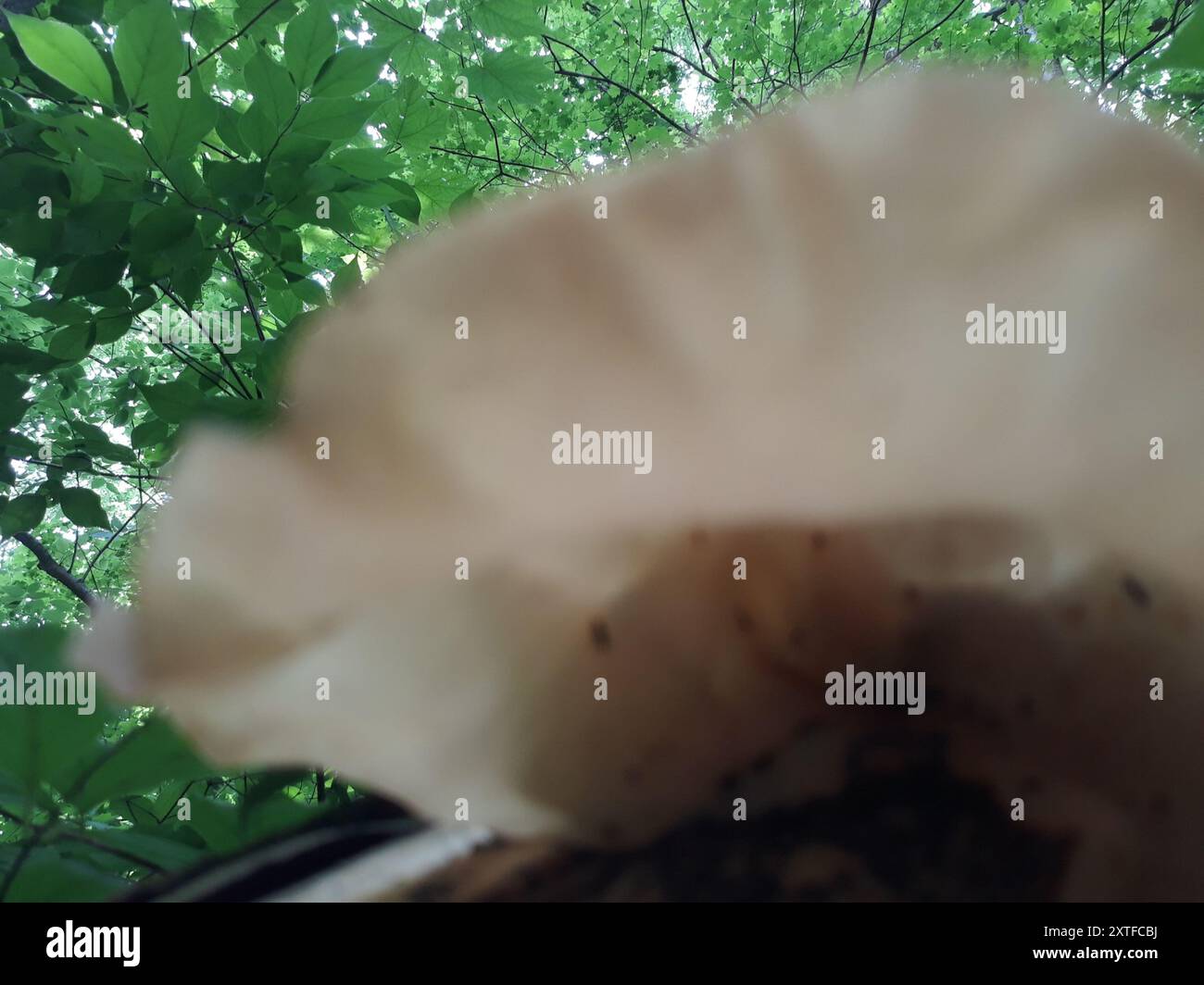 Jelly Tree Ear (Auricularia americana) Fungi Stock Photo - Alamy